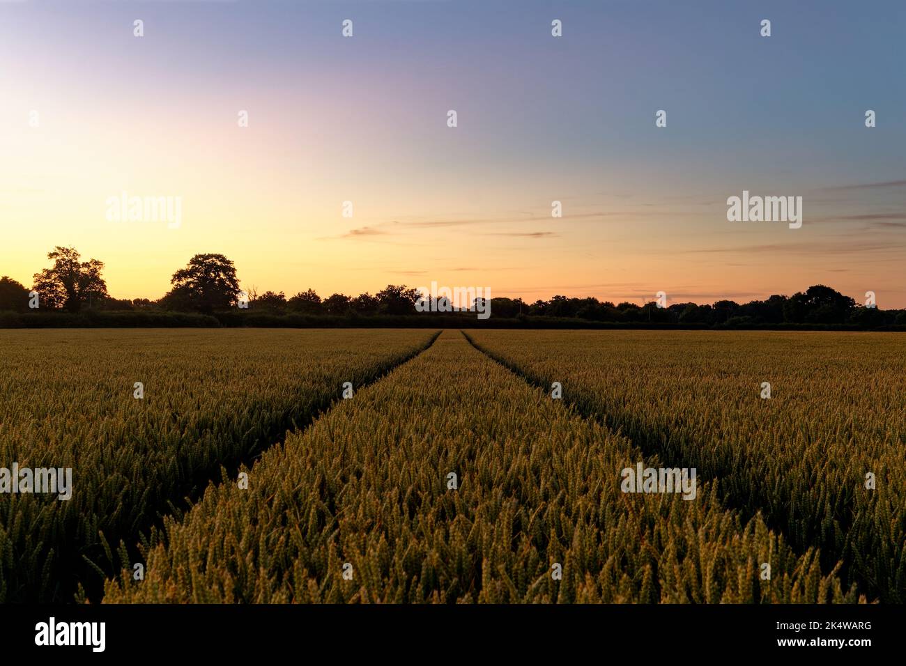 Wheat fields in Norfolk, UK Stock Photo - Alamy