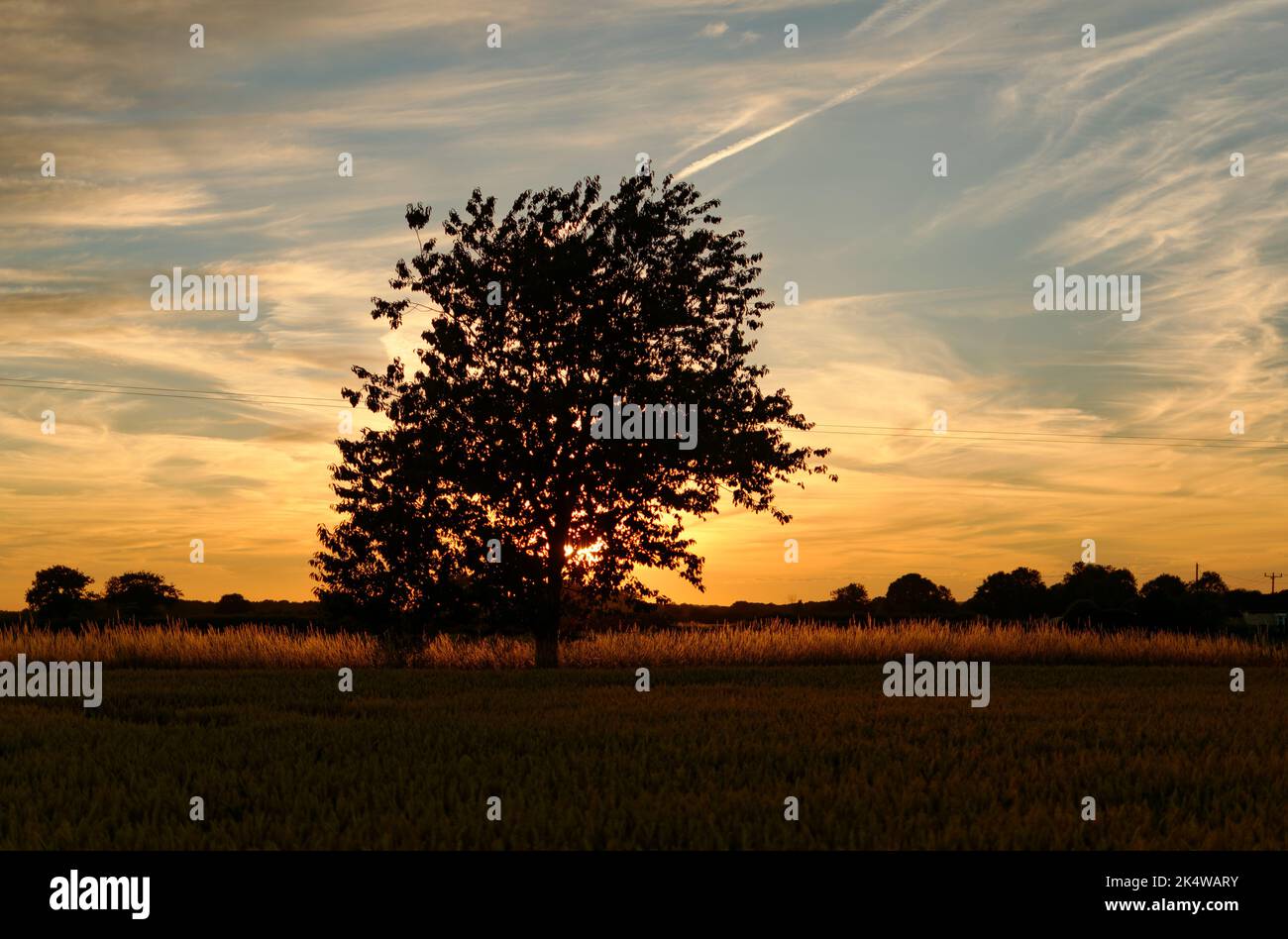 Wheat fields in Norfolk, UK Stock Photo - Alamy