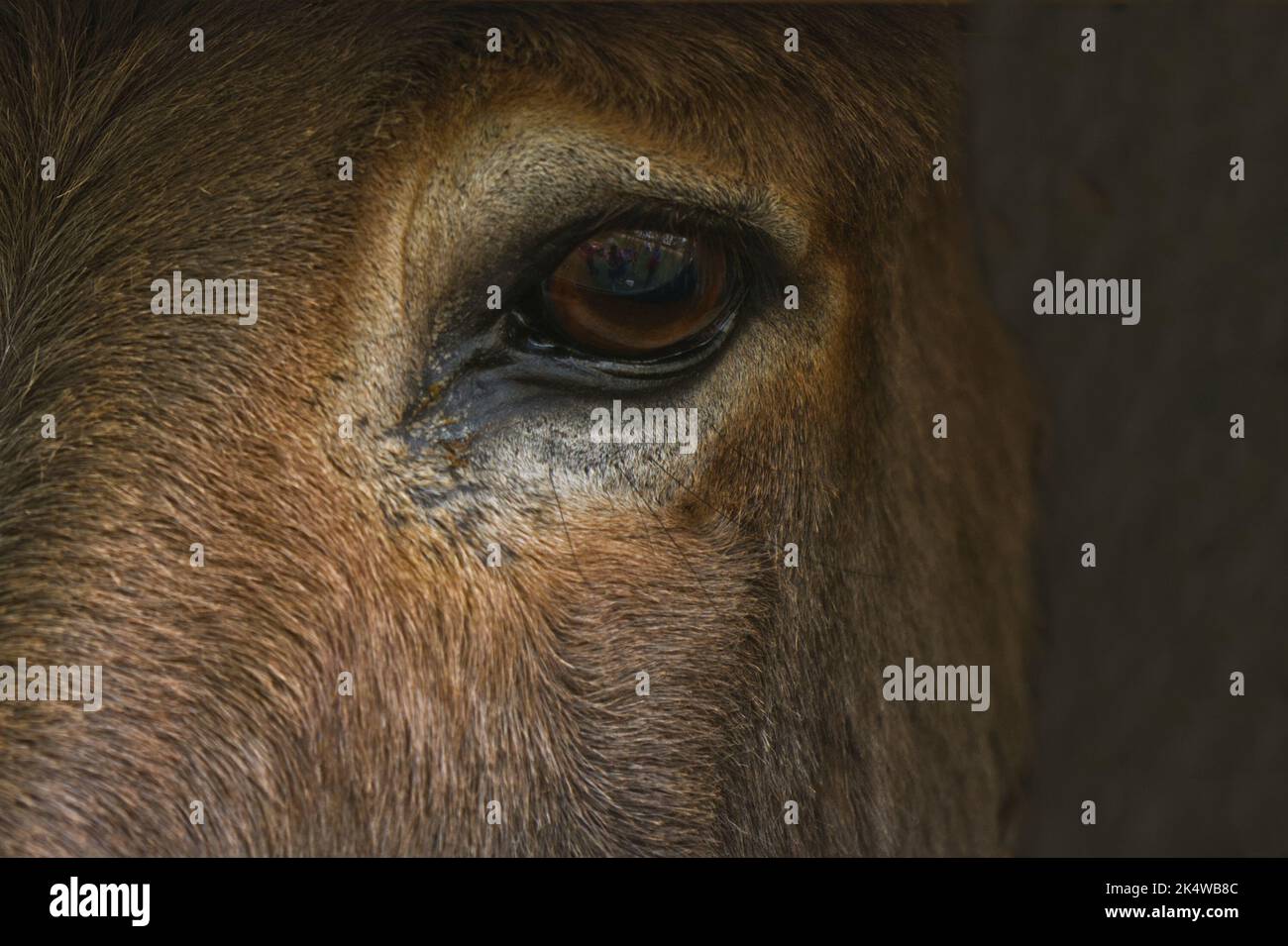 Close up of the eye of a donkey with reflection of children playing ...