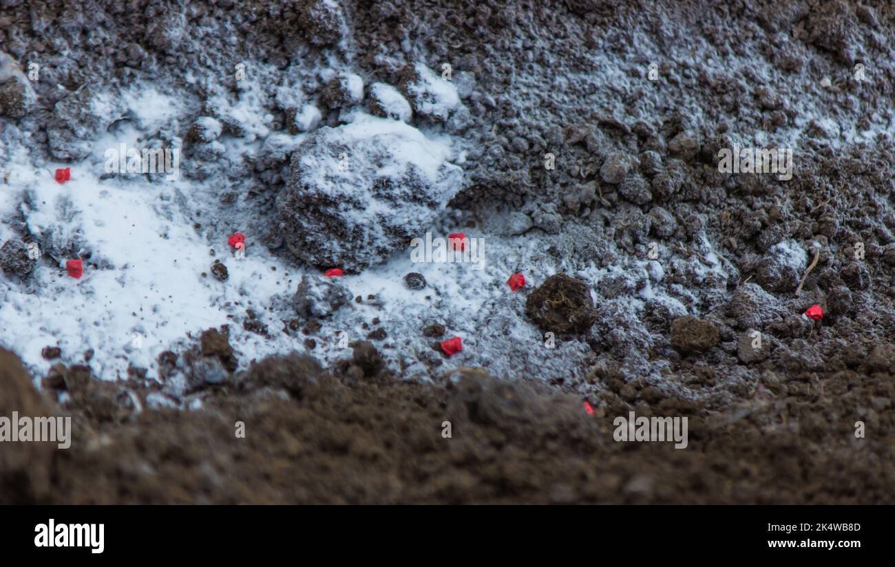 Farmer sows hi-res stock photography and images - Alamy