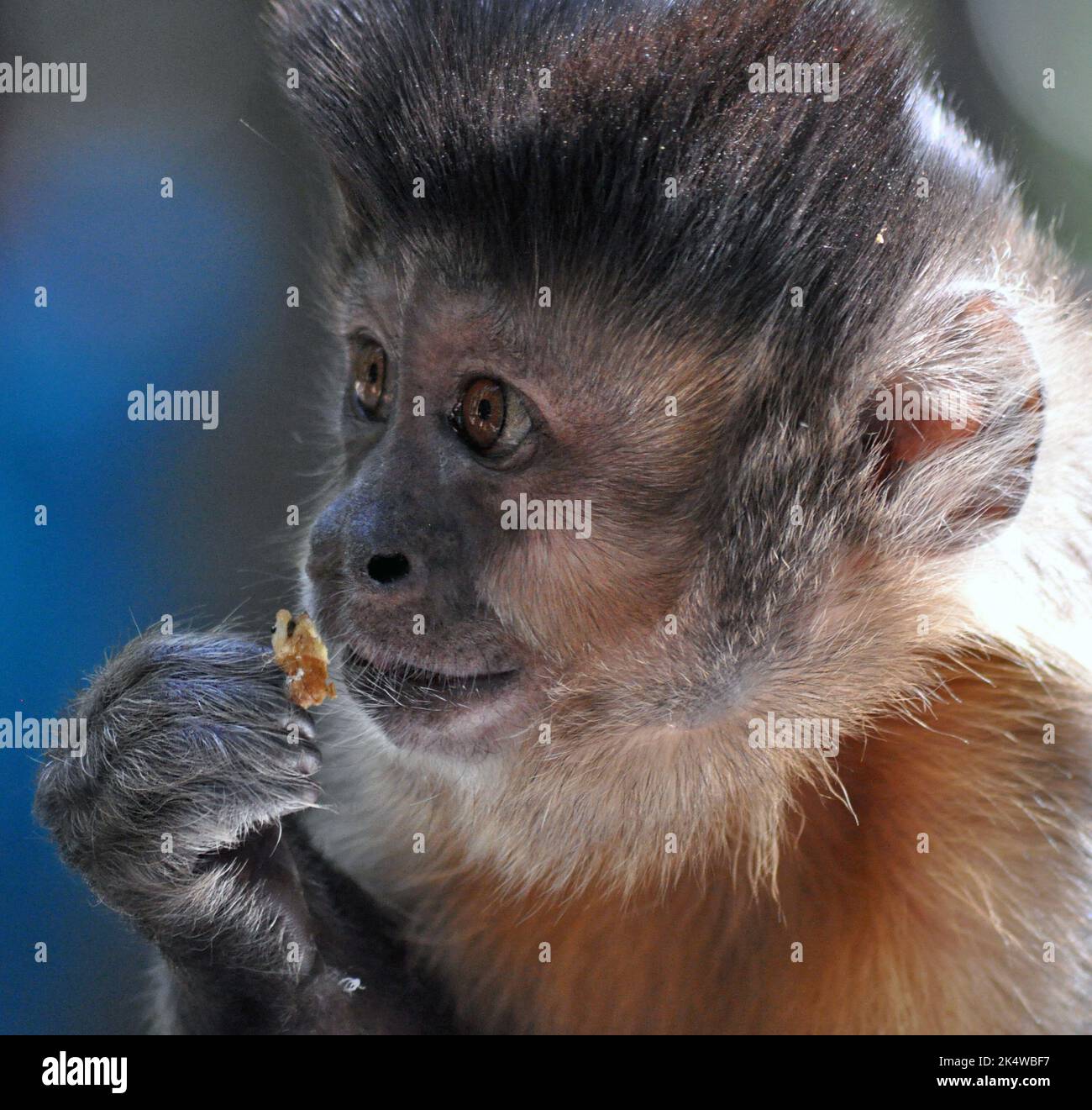 Monkey holding hi-res stock photography and images - Alamy