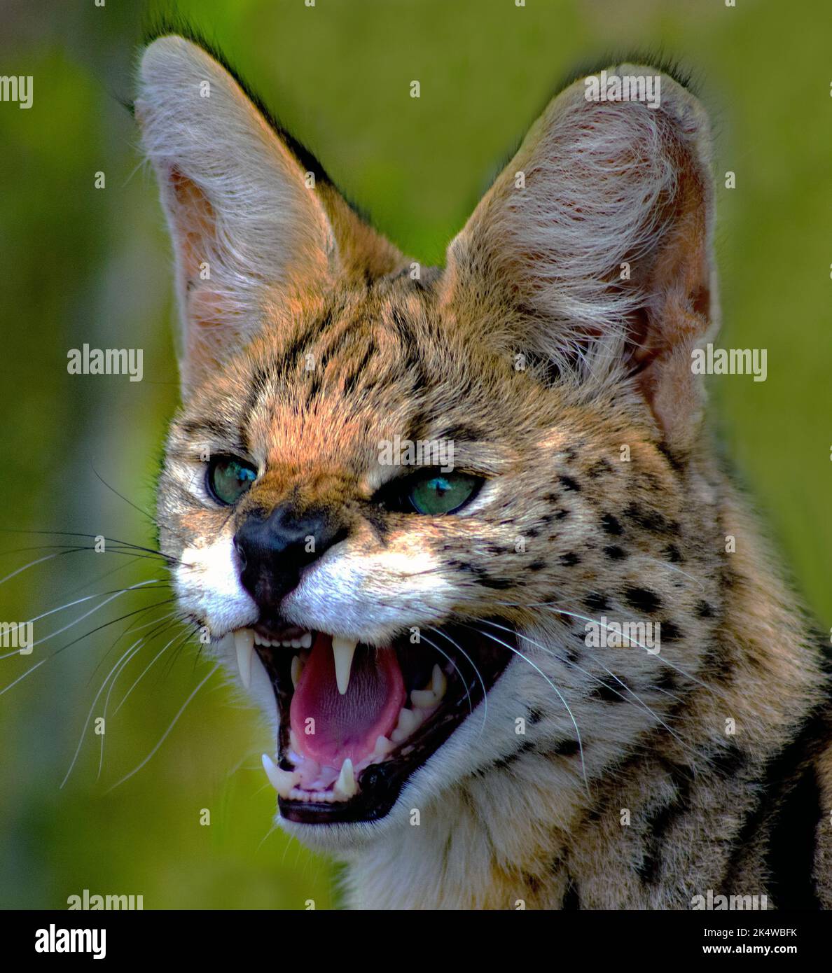 Close-up Portrait of a Serval growling, South Africa Stock Photo - Alamy