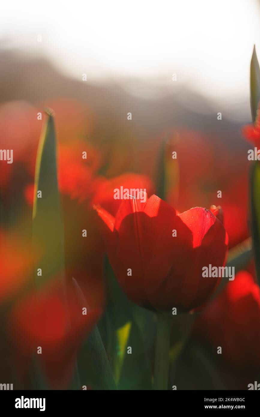 Red Tulip flower in close up with raindrop Stock Photo - Alamy