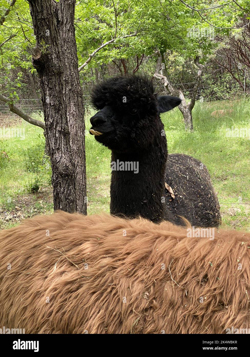 Portrait of a black alpaca with big teeth standing in a meadow ...