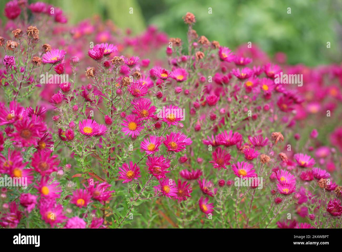 New England aster 'James Ritchie' in flower Stock Photo - Alamy