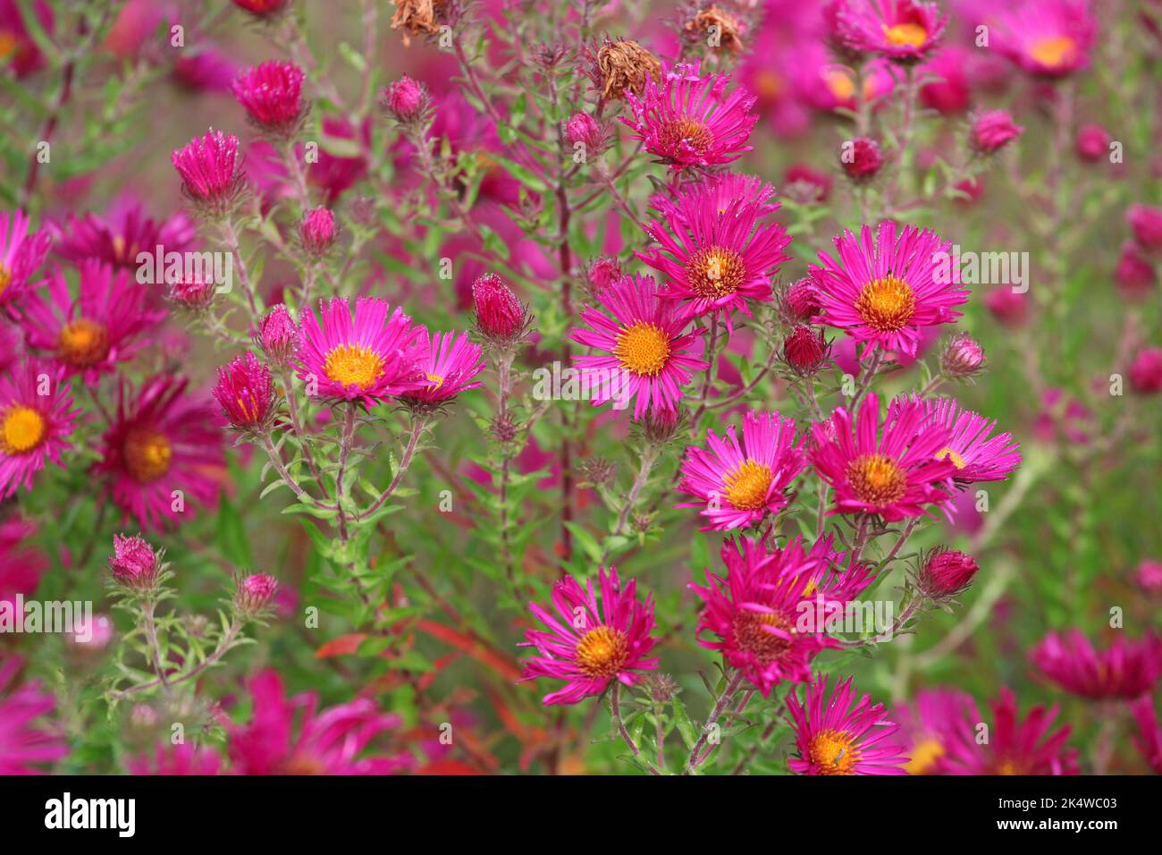James ritchie aster hi-res stock photography and images - Alamy