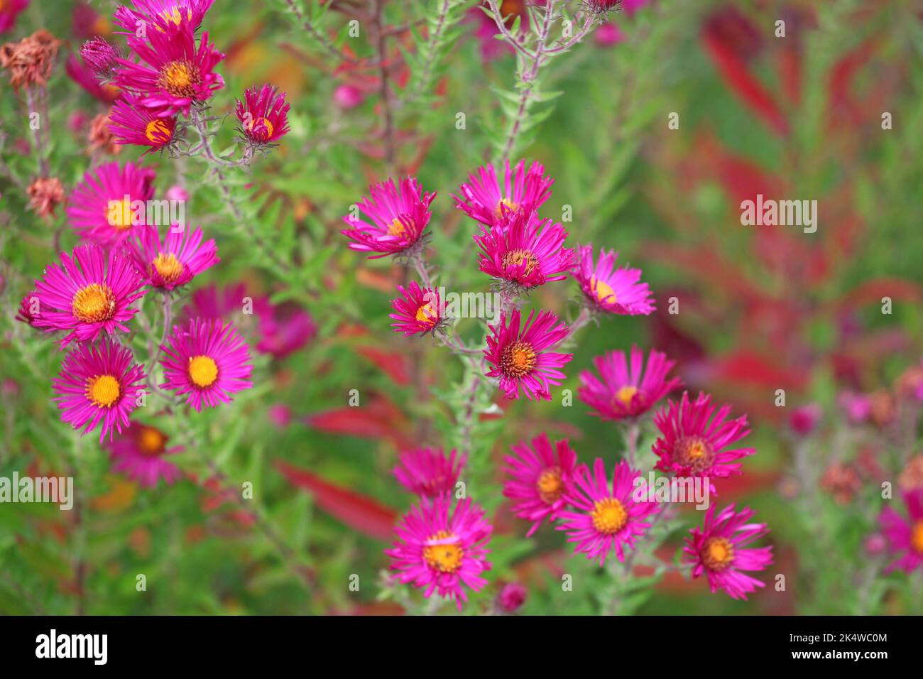 New England aster 'James Ritchie' in flower Stock Photo - Alamy
