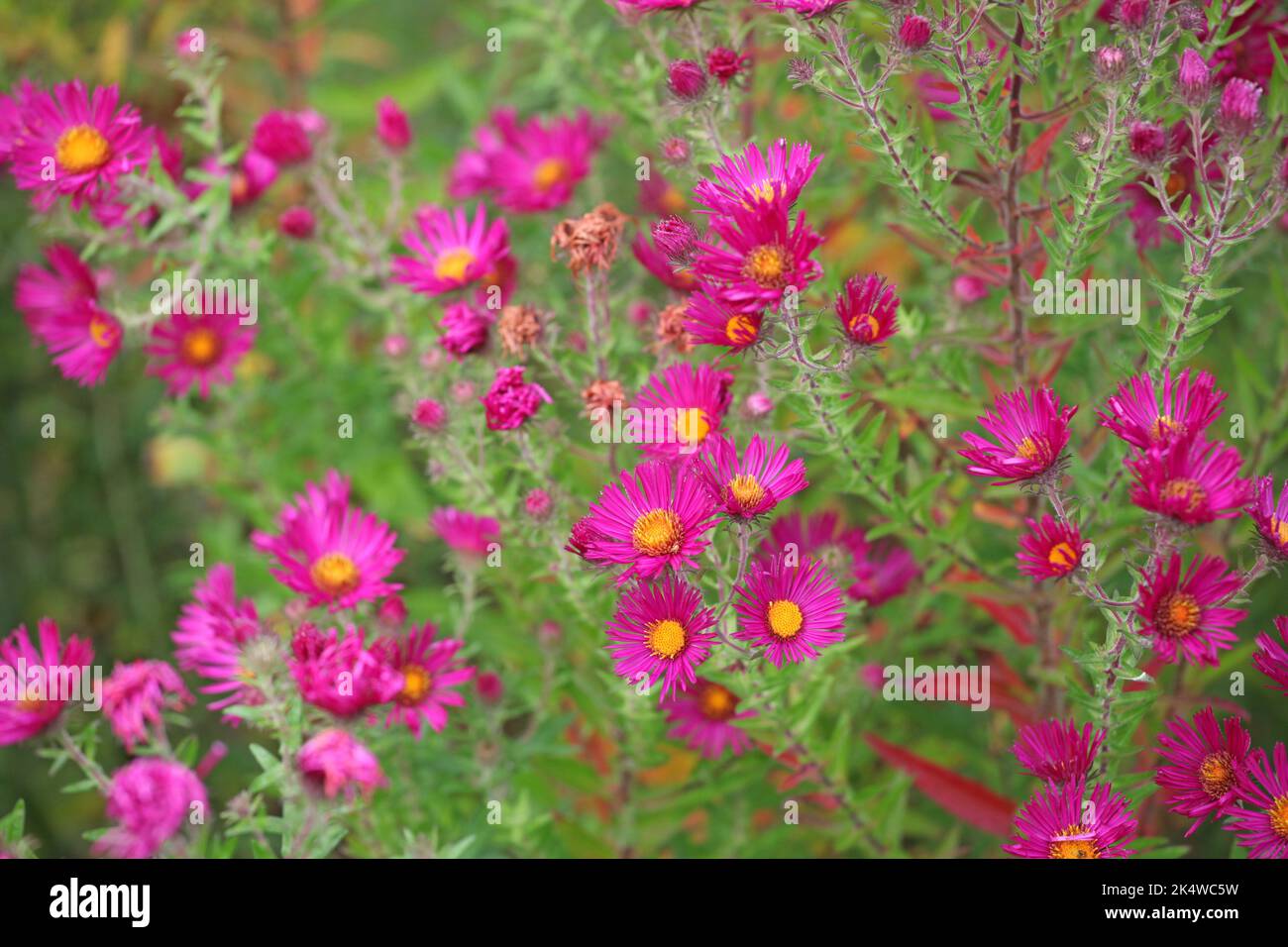 James ritchie aster hi-res stock photography and images - Alamy
