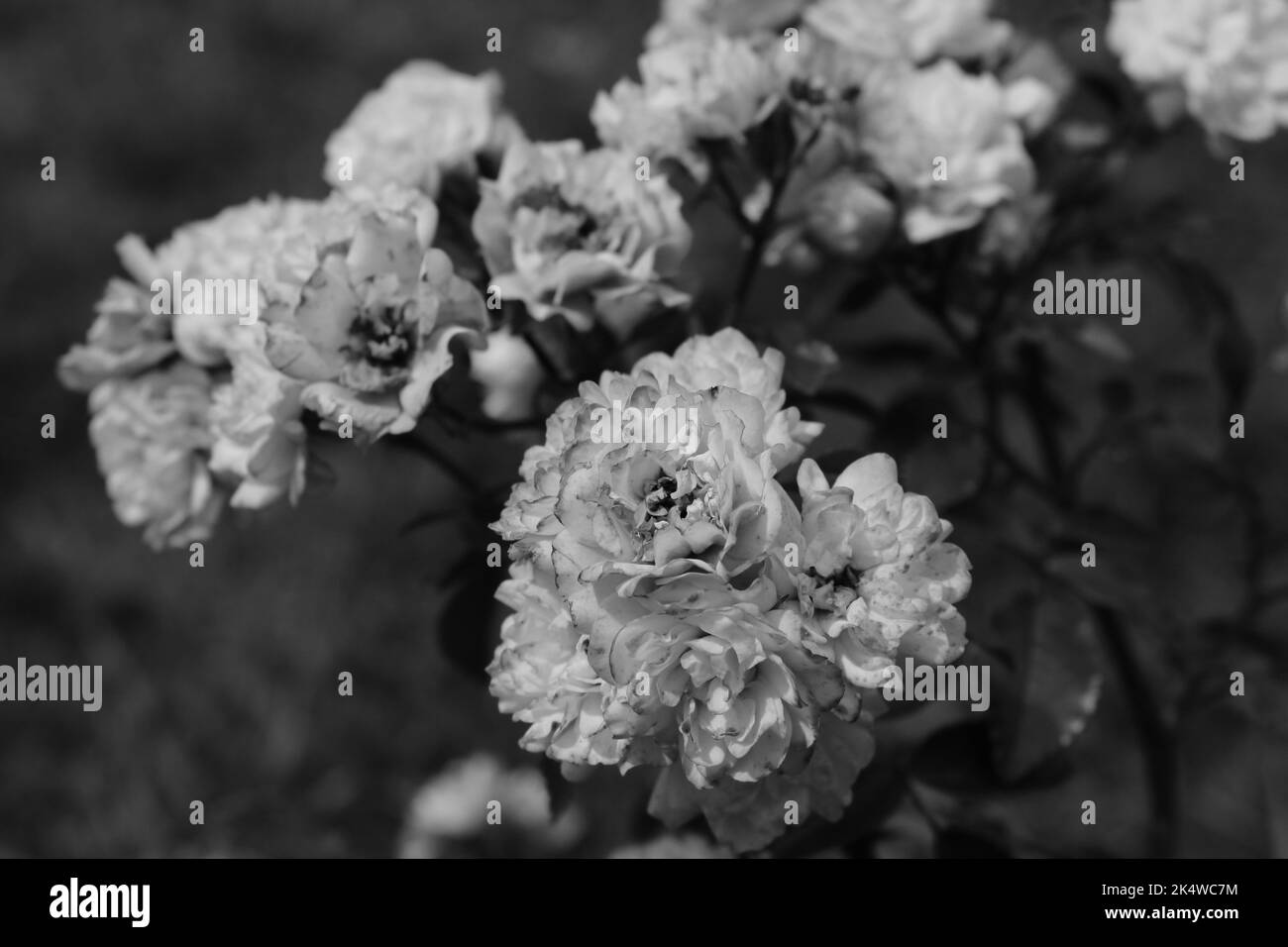 A greyscale cloaseup shot of beautiful roses in a garden Stock Photo ...