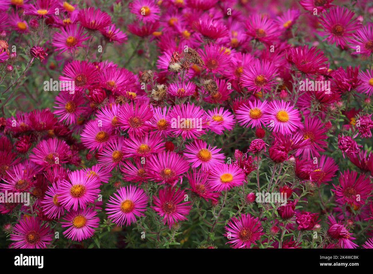 New England aster 'James Ritchie' in flower Stock Photo - Alamy
