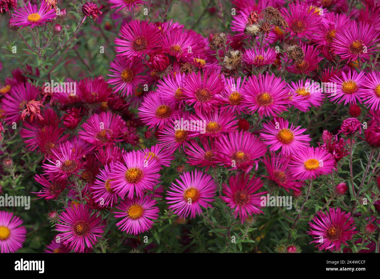 New England aster 'James Ritchie' in flower Stock Photo - Alamy