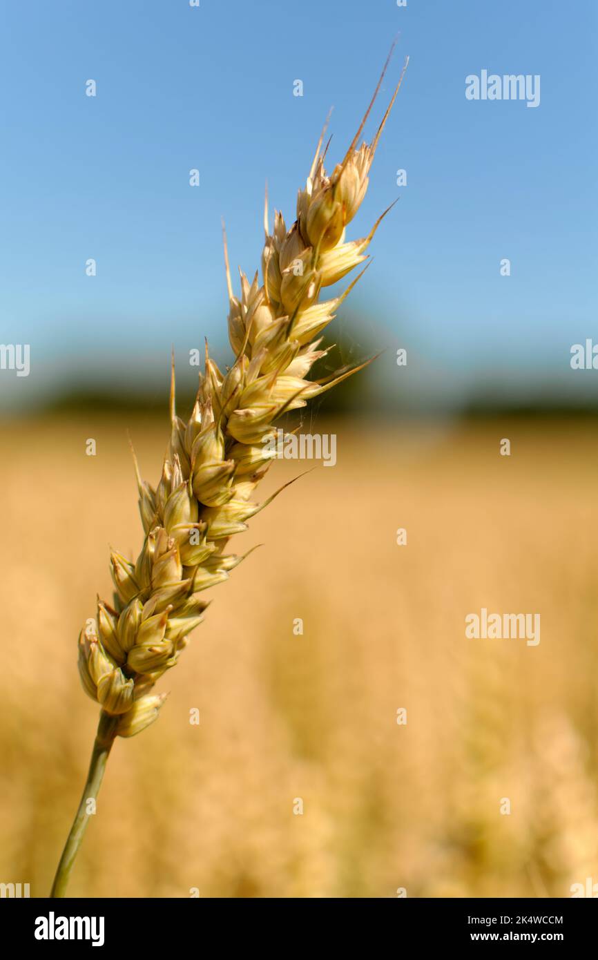 Single wheat plants hi-res stock photography and images - Alamy