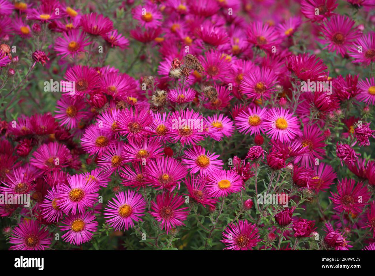 New England aster 'James Ritchie' in flower Stock Photo - Alamy