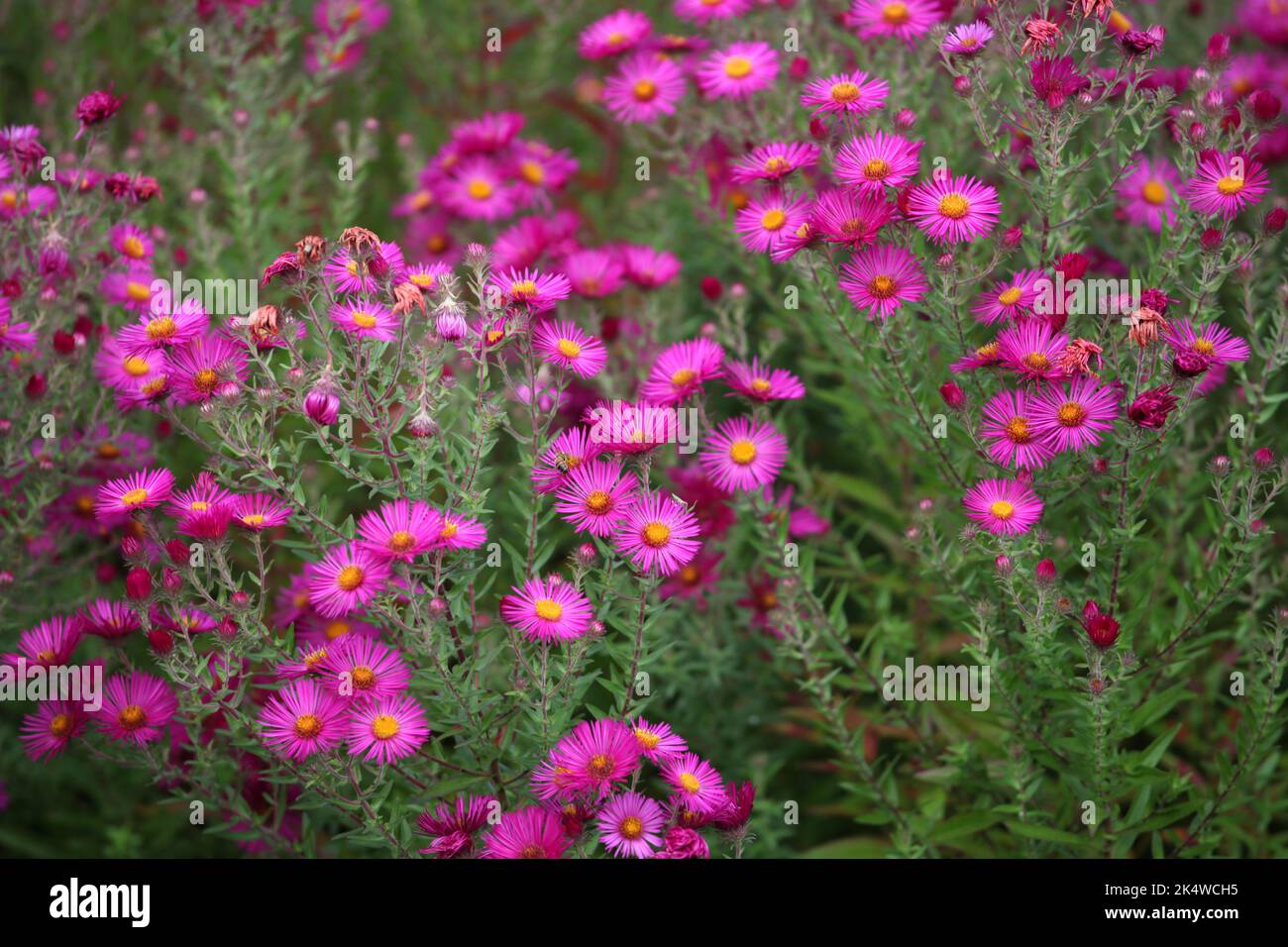 James ritchie aster hi-res stock photography and images - Alamy