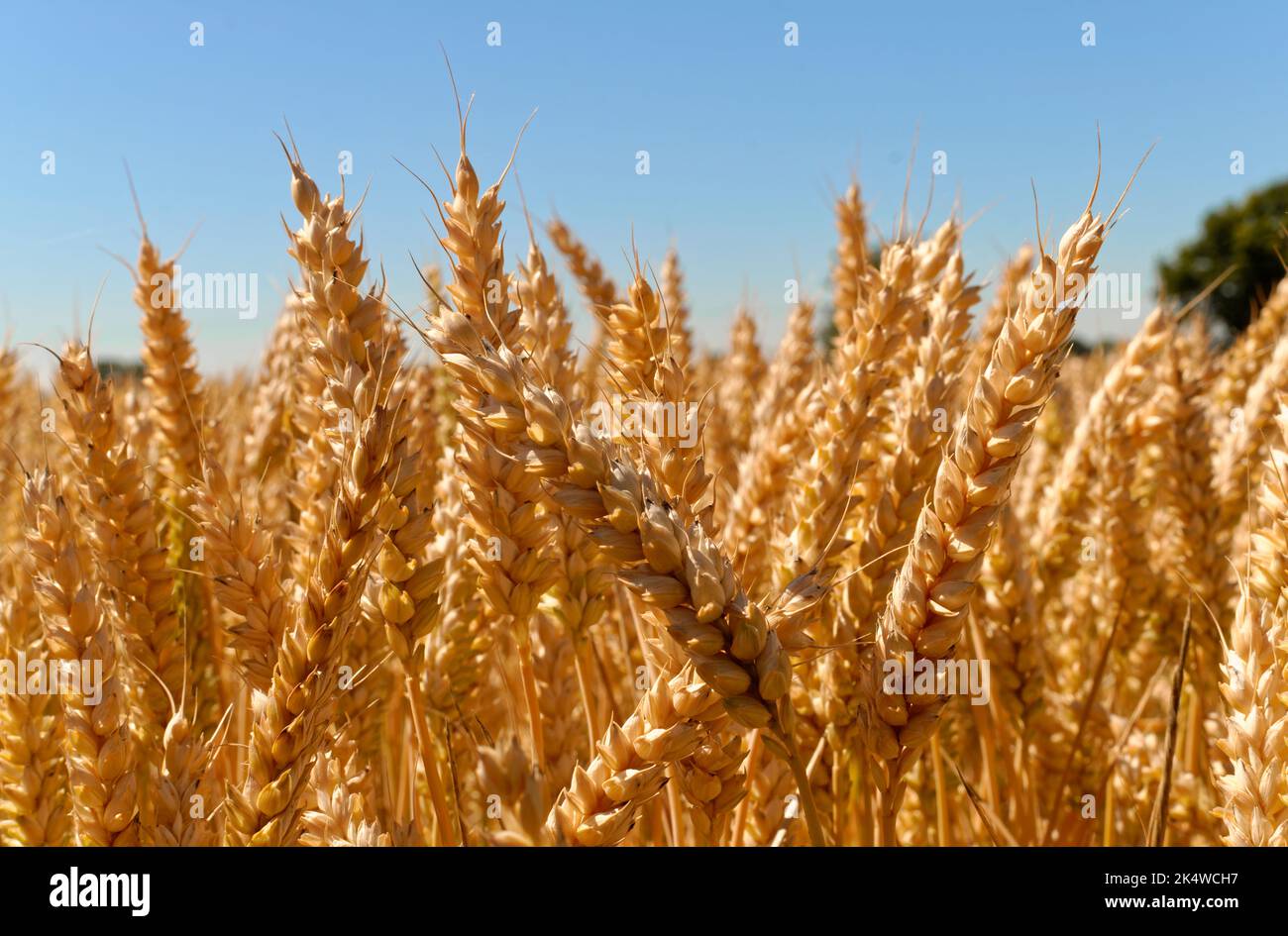 Wheat fields in Norfolk, UK Stock Photo - Alamy