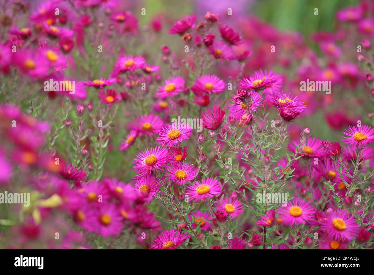 New England aster 'James Ritchie' in flower Stock Photo - Alamy