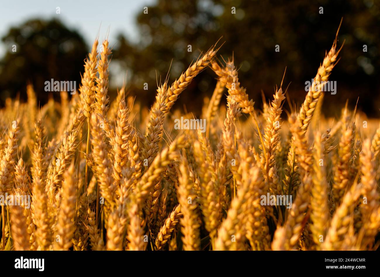 Wheat fields in Norfolk, UK Stock Photo - Alamy