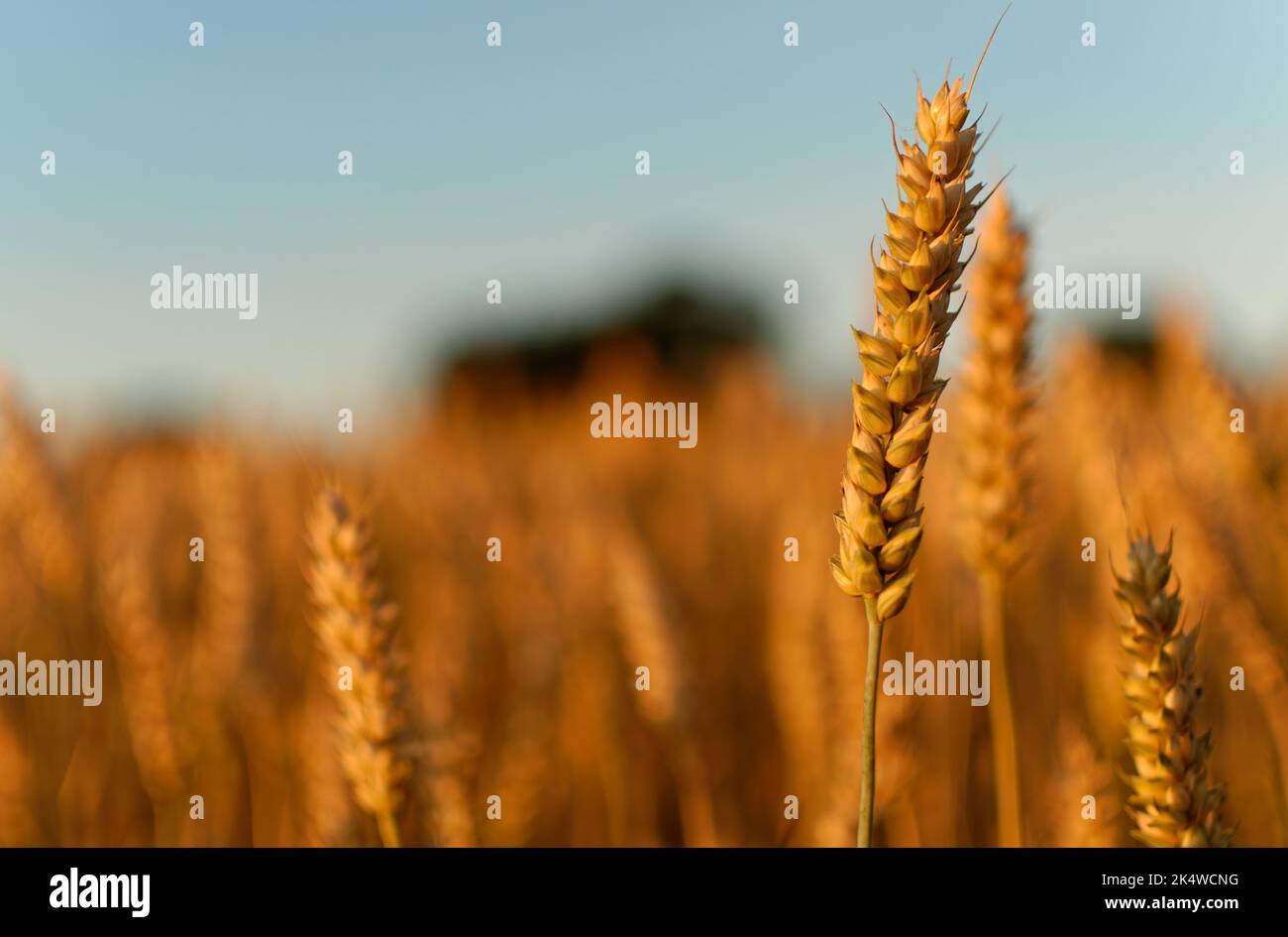 Wheat fields in Norfolk, UK Stock Photo - Alamy