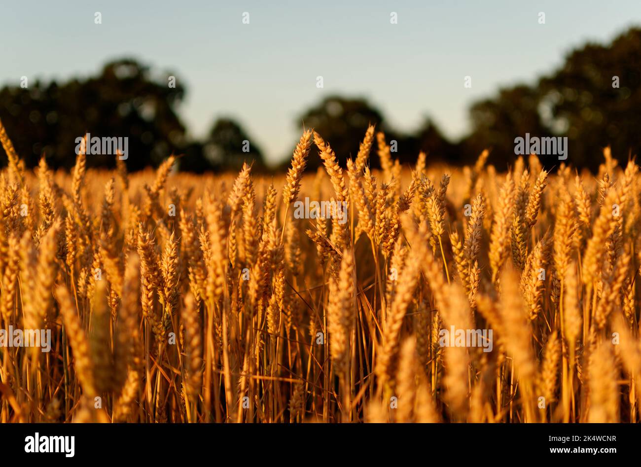 Wheat fields in Norfolk, UK Stock Photo - Alamy