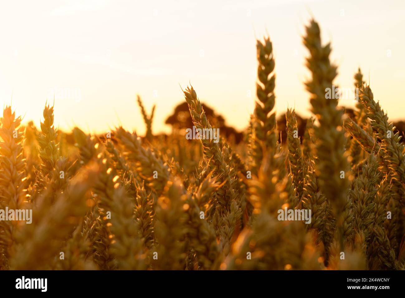 Wheat fields in Norfolk, UK Stock Photo - Alamy