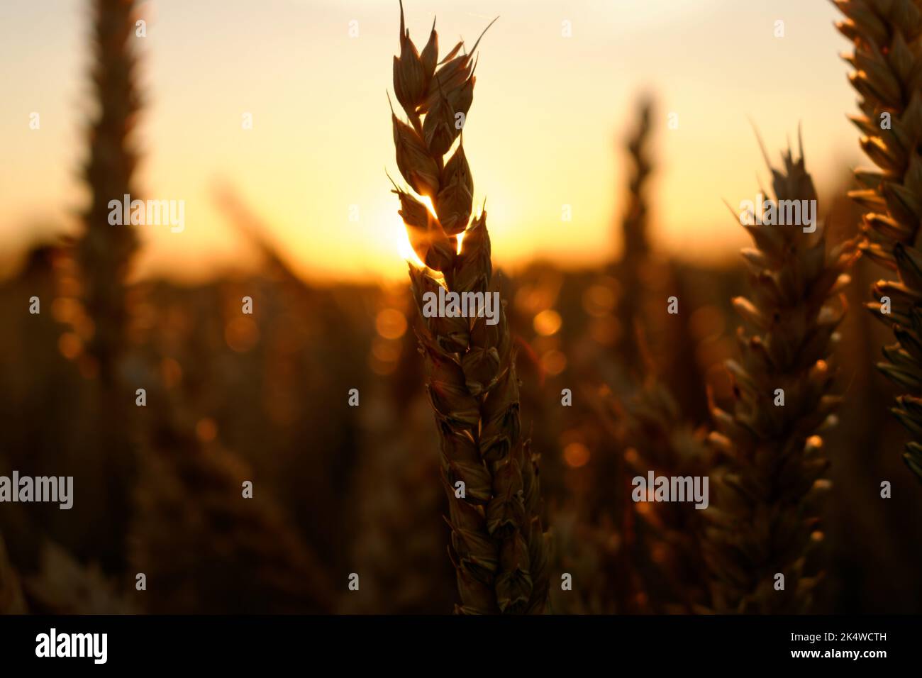 Wheat fields in Norfolk, UK Stock Photo - Alamy