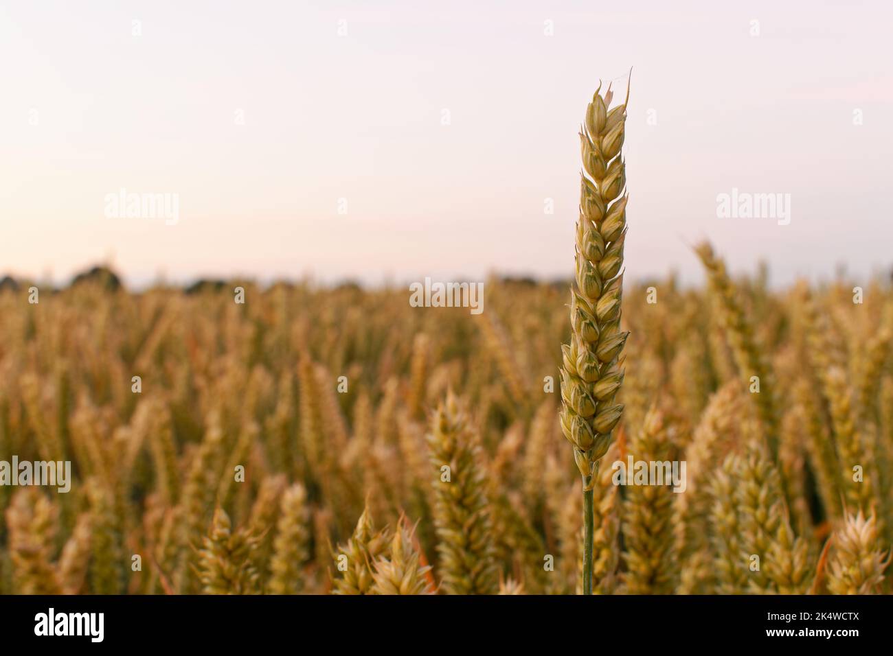 Wheat fields in Norfolk, UK Stock Photo - Alamy