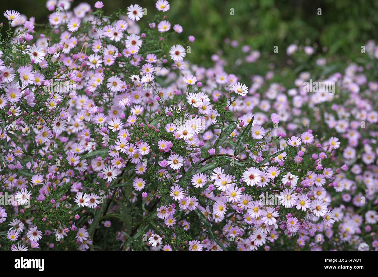 Aster laevis hi-res stock photography and images - Alamy