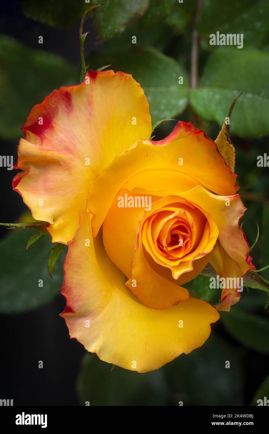 close-up of beautiful yellow rose with its leaves, taken straight from ...