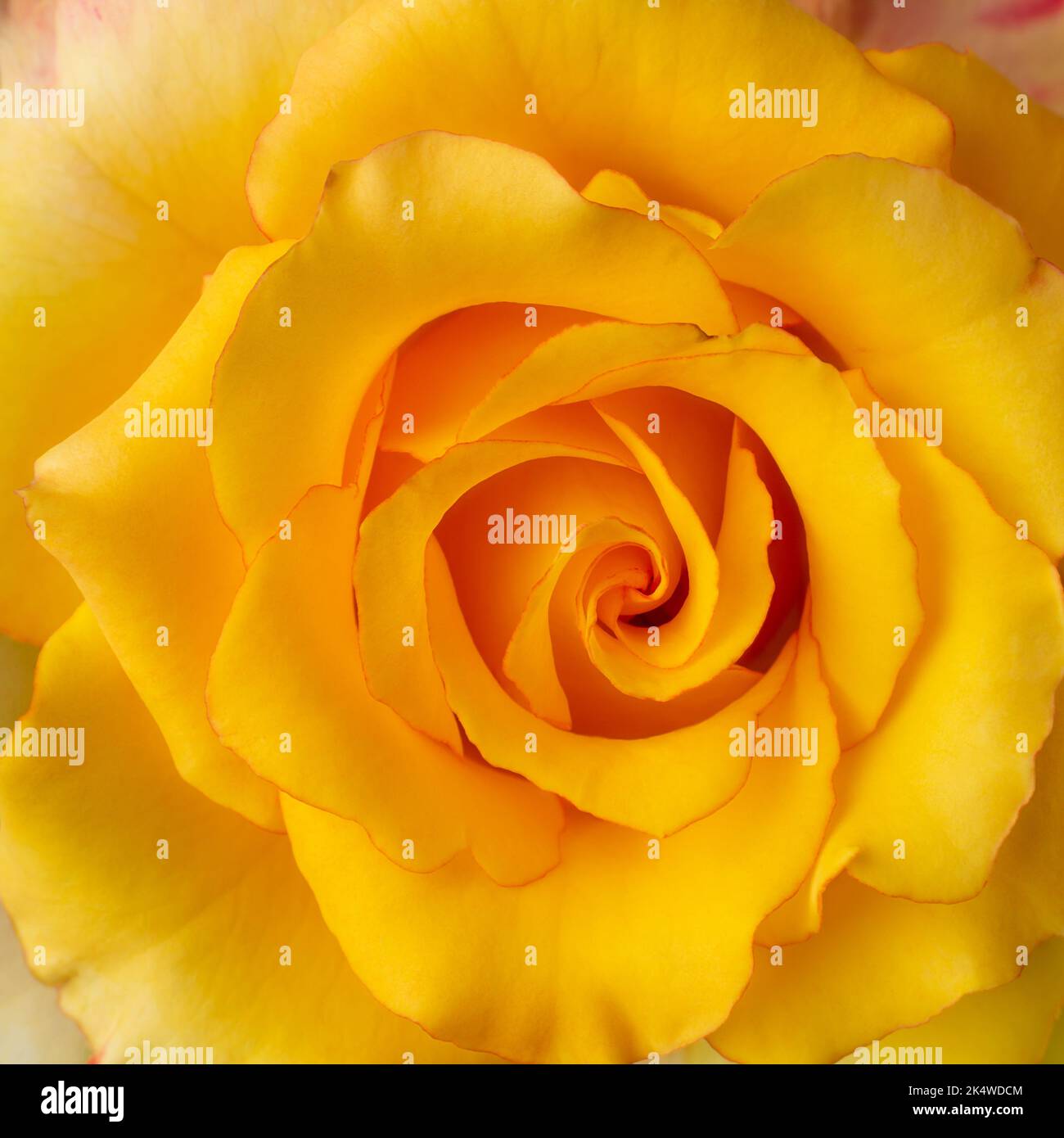 close-up of beautiful yellow rose, full frame background or wallpaper ...