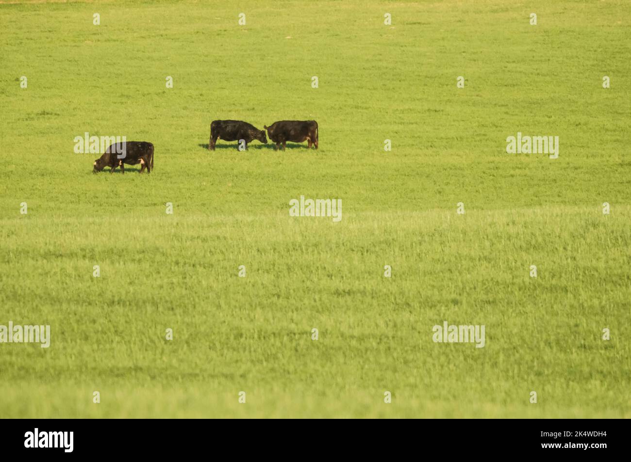 Cows raised with natural pastures, meat production in the Argentine ...