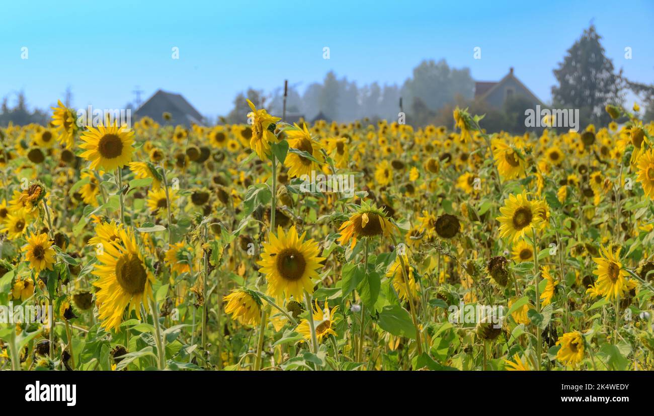Sunflower Field in summer, Saanichton, Saanich, British Columbia ...