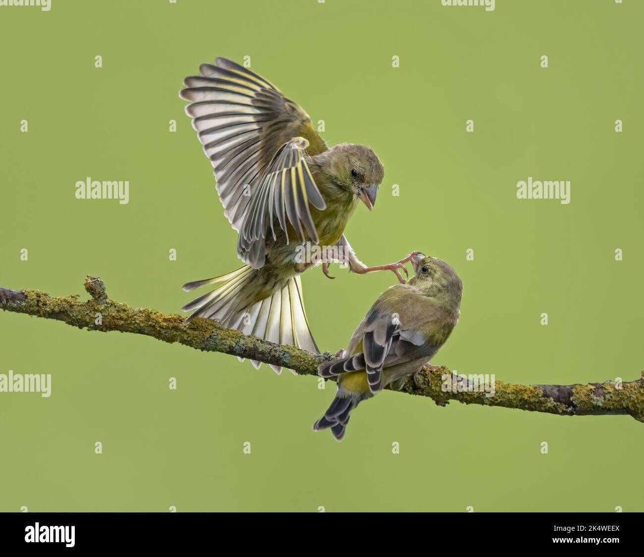 two European Greenfinch, Carduelis chloris, fighting, Lancashire UK ...