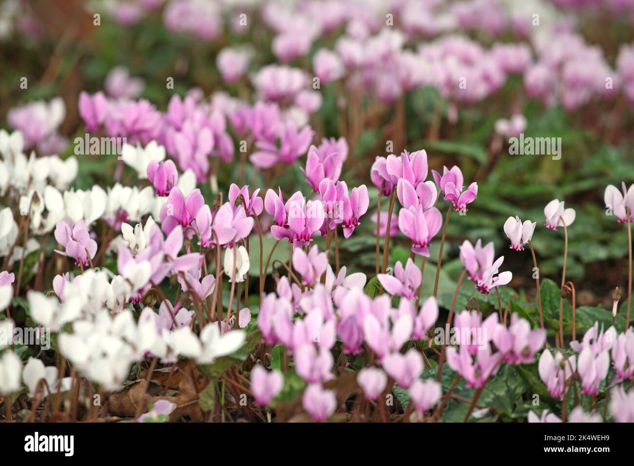 Cyclamen hederifolium, the ivy-leaved cyclamen in flower Stock Photo - Alamy