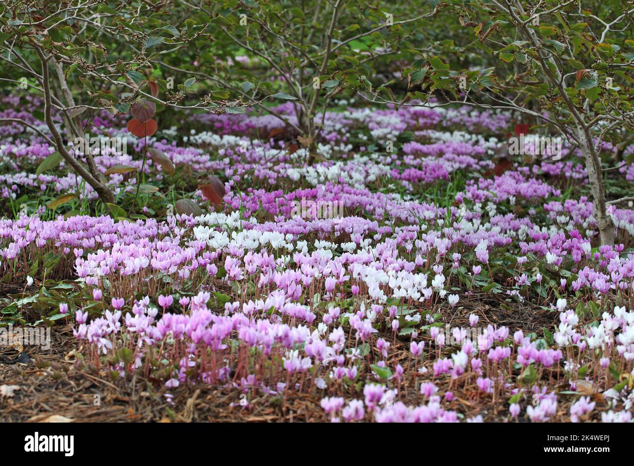 Cyclamen hederifolium, the ivy-leaved cyclamen in flower Stock Photo ...