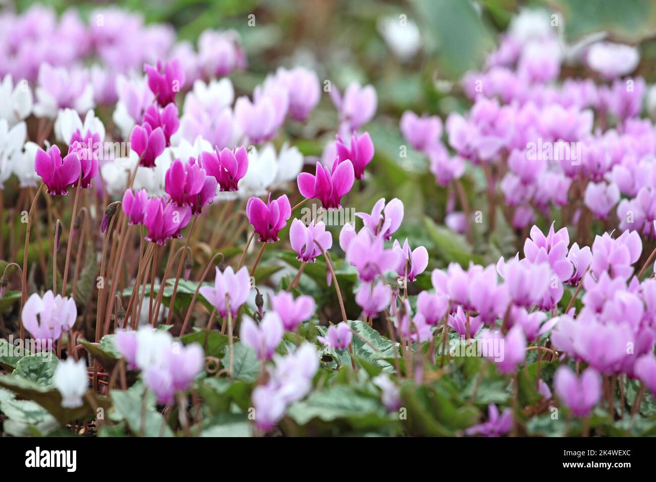 Cyclamen hederifolium, the ivy-leaved cyclamen in flower Stock Photo ...
