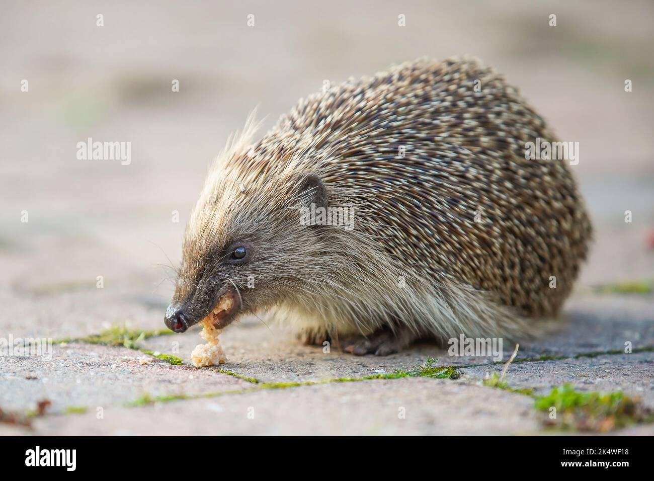 Detailed close up of wild, UK hedgehog (Erinaceus europaeus) looking ...