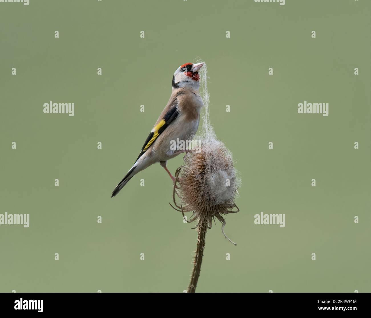 Eurasian goldfinch, Carduelis carduelis, collecting wool from teasel ...