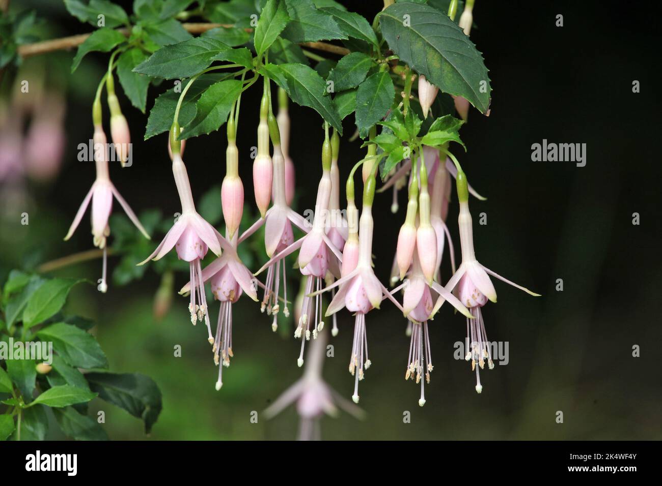 Fuchsia magellanica Alba in flower Stock Photo - Alamy