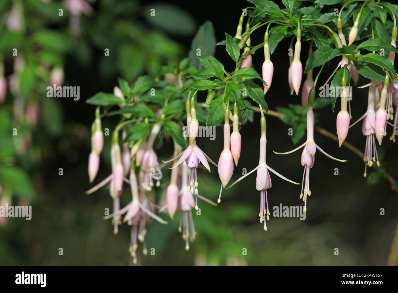 White alba fuchsias hi-res stock photography and images - Alamy