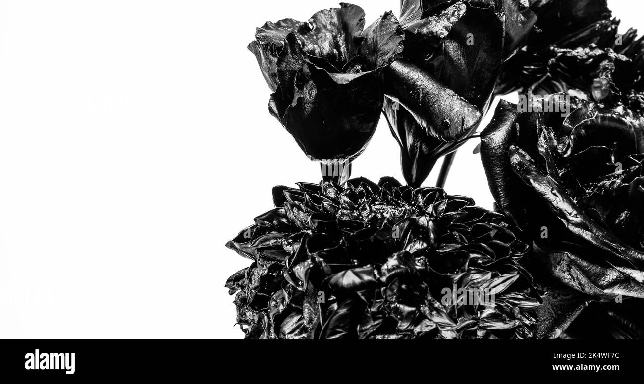 Black bunch of burned natural flowers isolated on white copy space ...