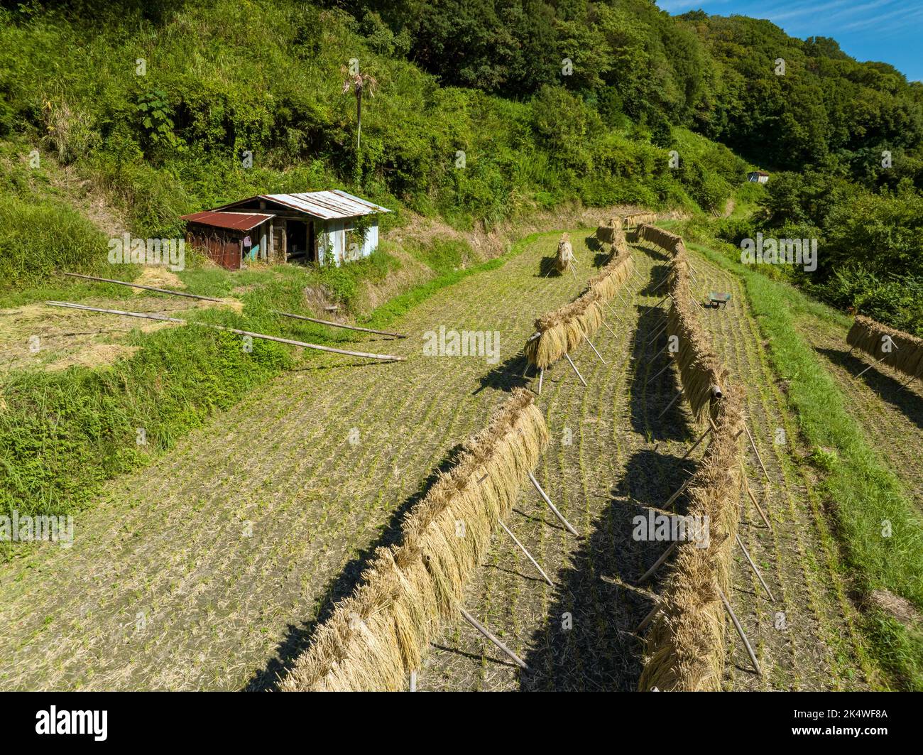 Small shed and rice drying in field on small farm in hills Stock Photo ...