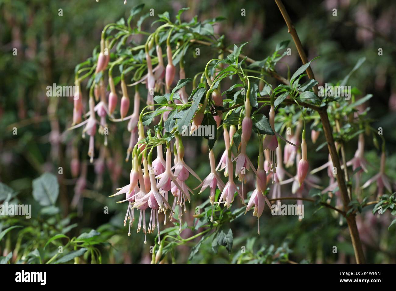 White alba fuchsias hi-res stock photography and images - Alamy