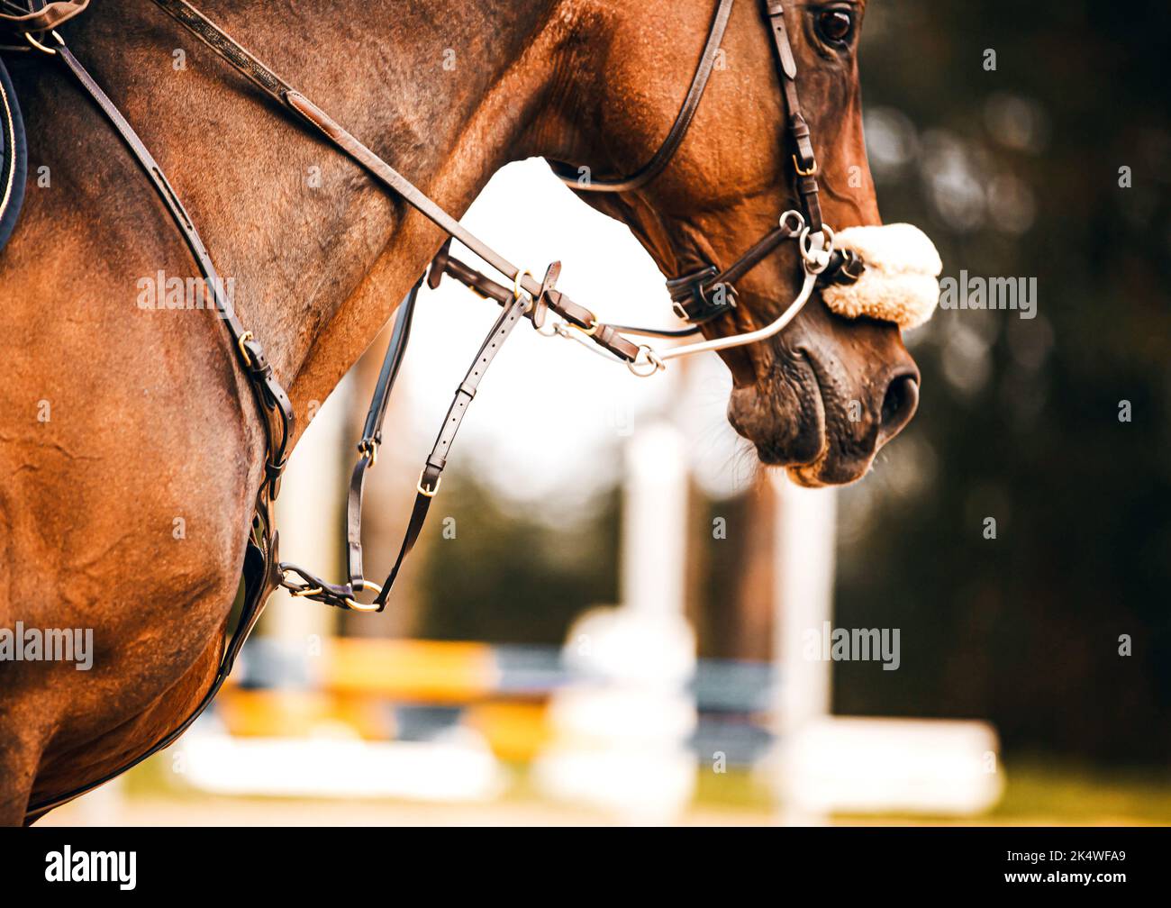 Portrait of a bay horse galloping fast with a bridle on its muzzle ...