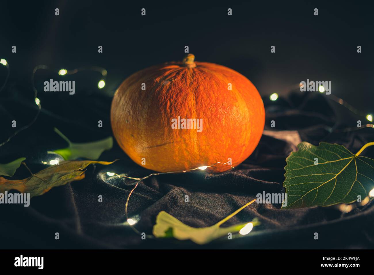 Halloween theme,Close-up shot of Pumpkin and fallen leaves on the black ...