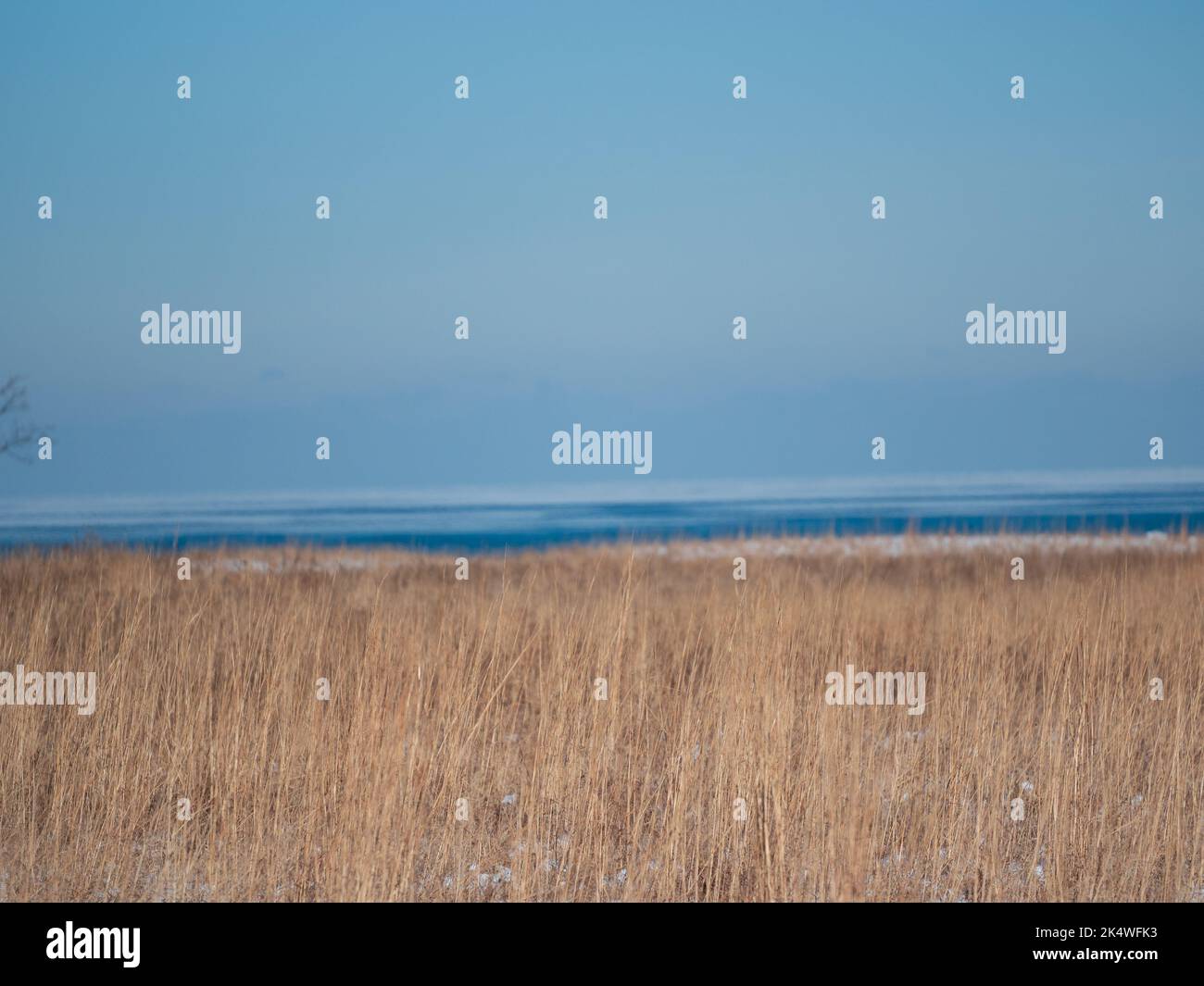 A beautiful view of grass with a blue cloudless sky background Stock ...