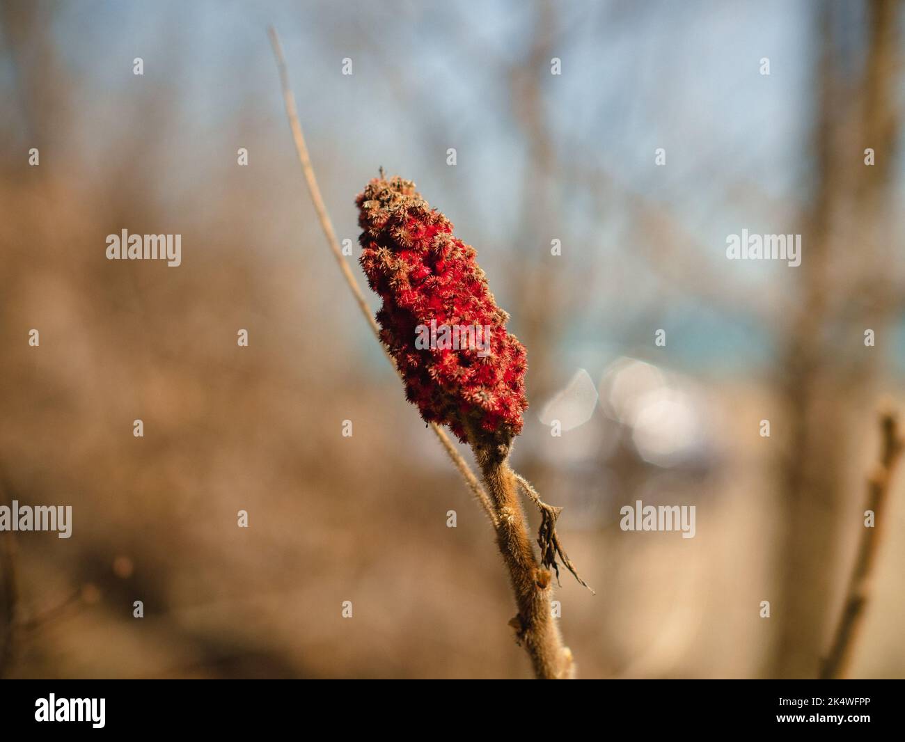 A closeup of a Sumac flower in a park Stock Photo - Alamy