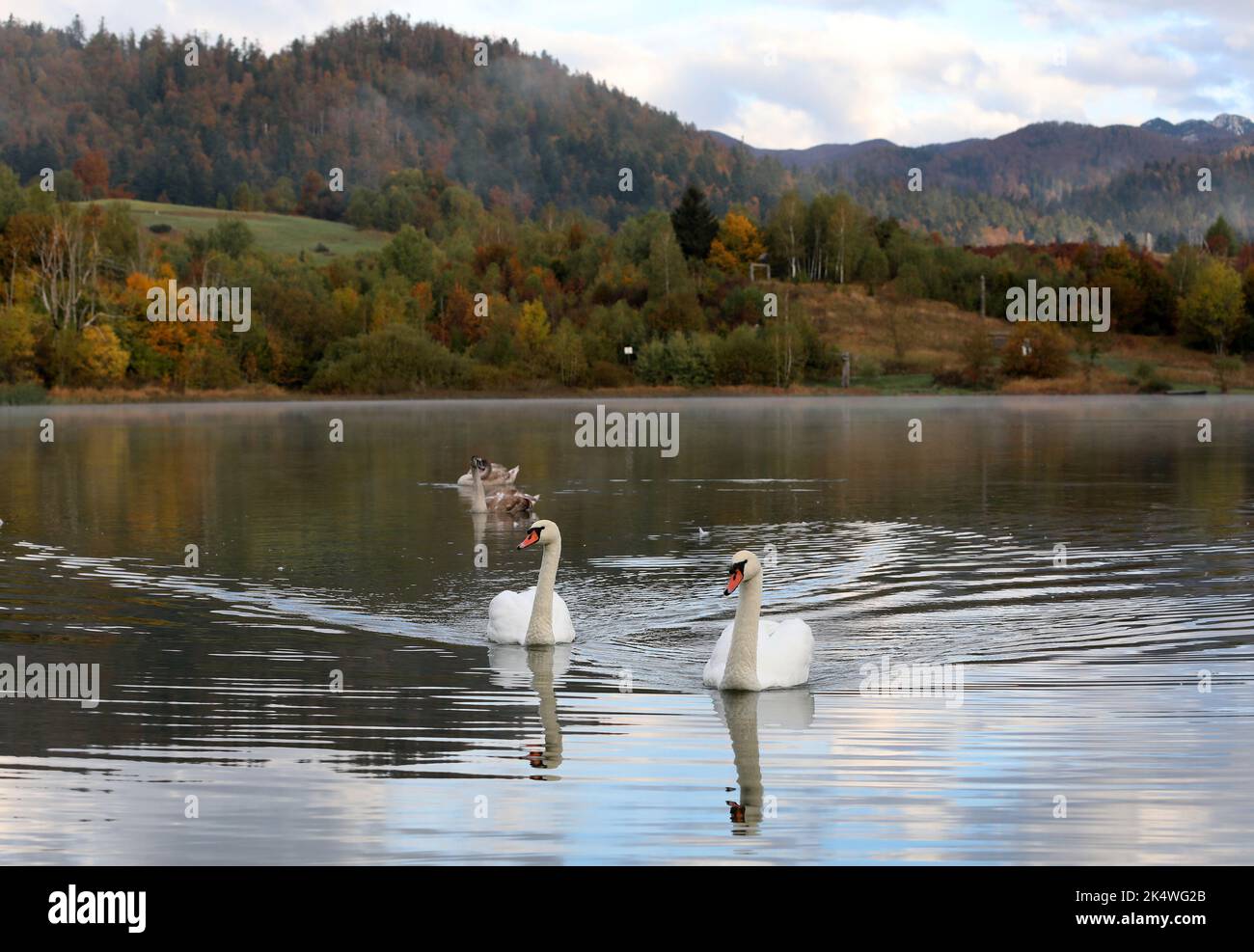 Swan family on Lokvarsko Lake near Gorski Kotar, Croatia on October 4 ...