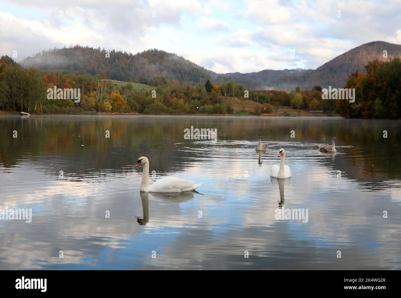 Swan family on Lokvarsko Lake near Gorski Kotar, Croatia on October 4 ...