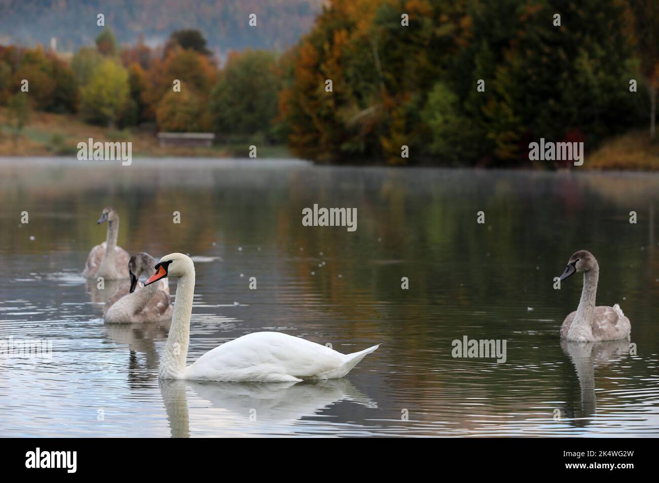 Swan family on Lokvarsko Lake near Gorski Kotar, Croatia on October 4 ...