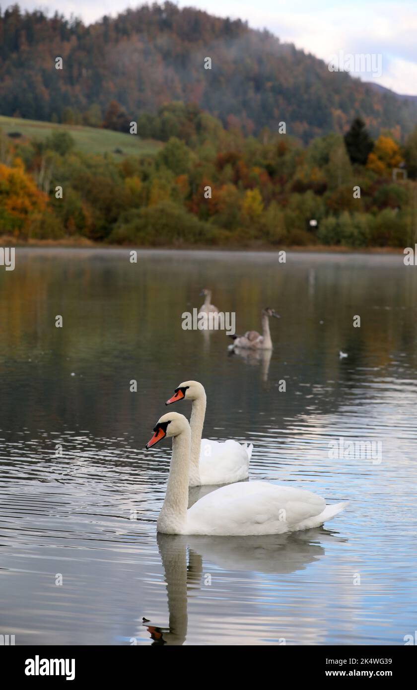 Swan family on Lokvarsko Lake near Gorski Kotar, Croatia on October 4 ...